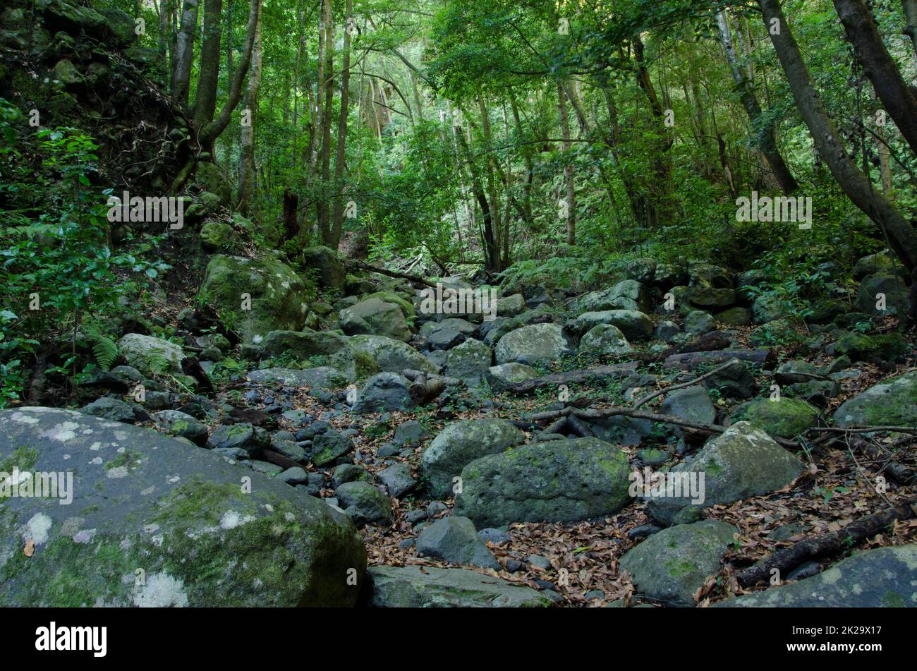 Laurel forest in a ravine Stock Photo - Alamy