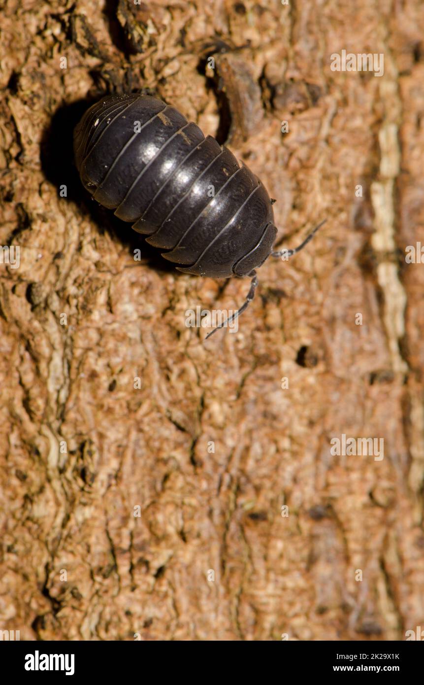 Common pill-bug on a tree trunk Stock Photo - Alamy
