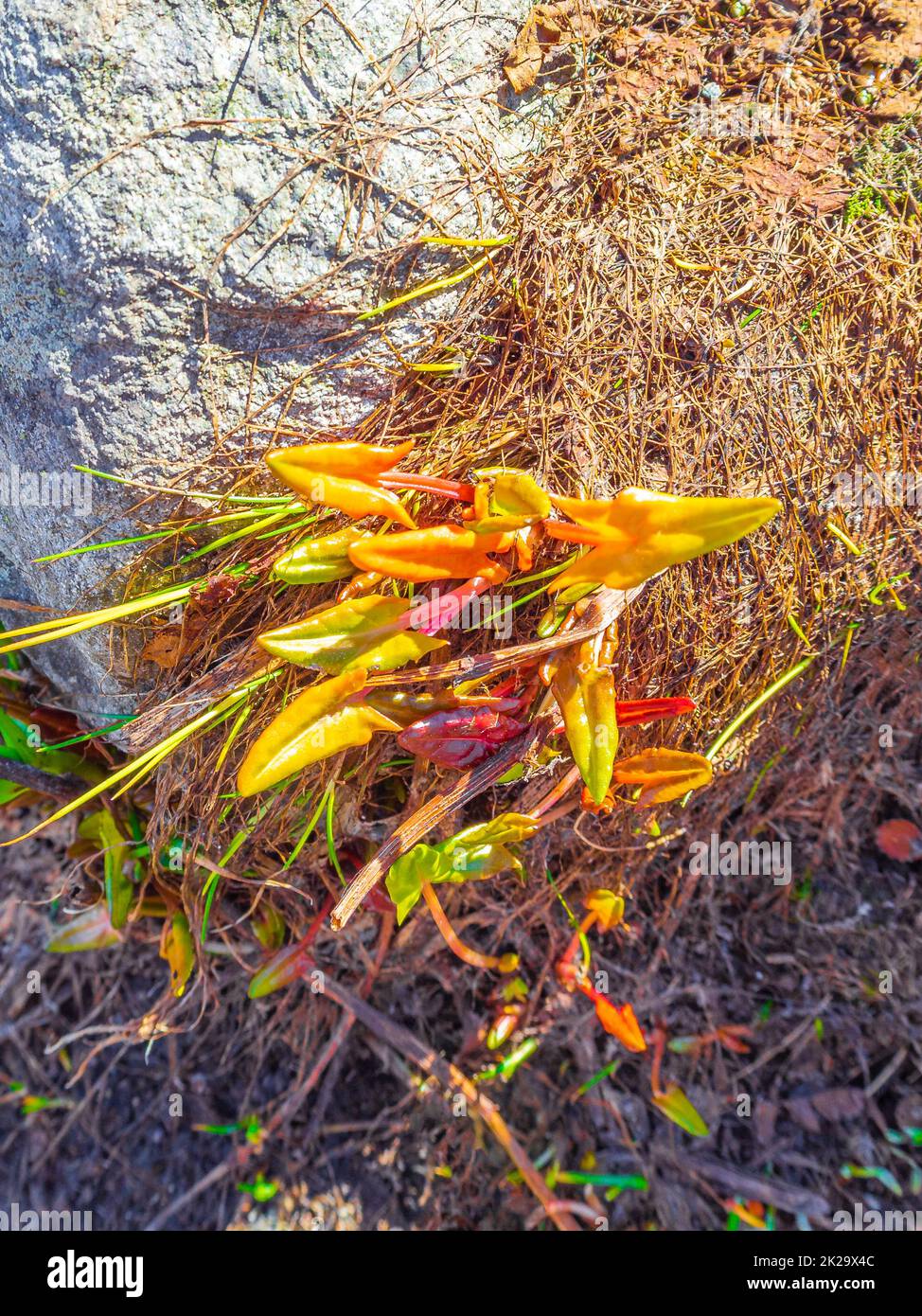Colorful wild plants on VeslehÃ¸dn Veslehorn mountain Hemsedal Norway ...
