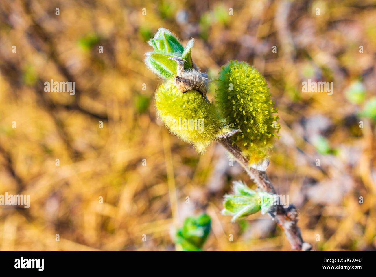 Fluffy plants hi-res stock photography and images - Alamy