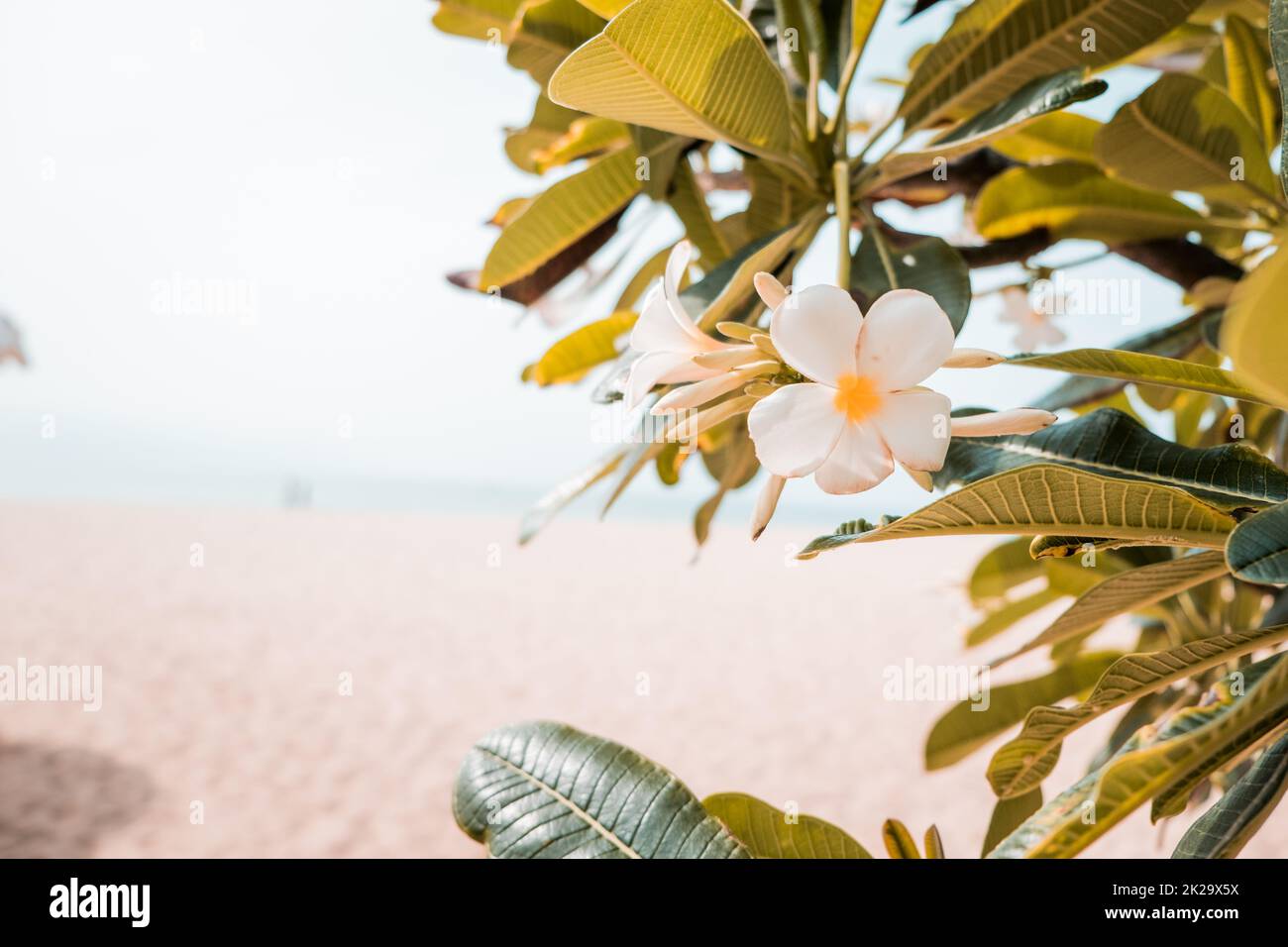 Close up a single Beautiful white Plumeria rubra flower in summer ...