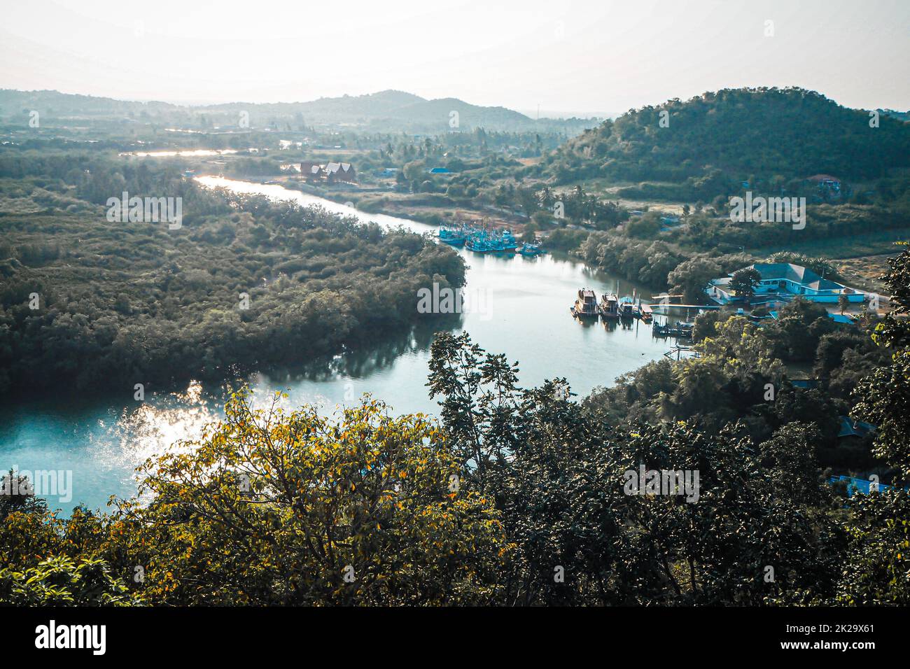 Aerial top view forest, Texture of mangrove forest view from above ...