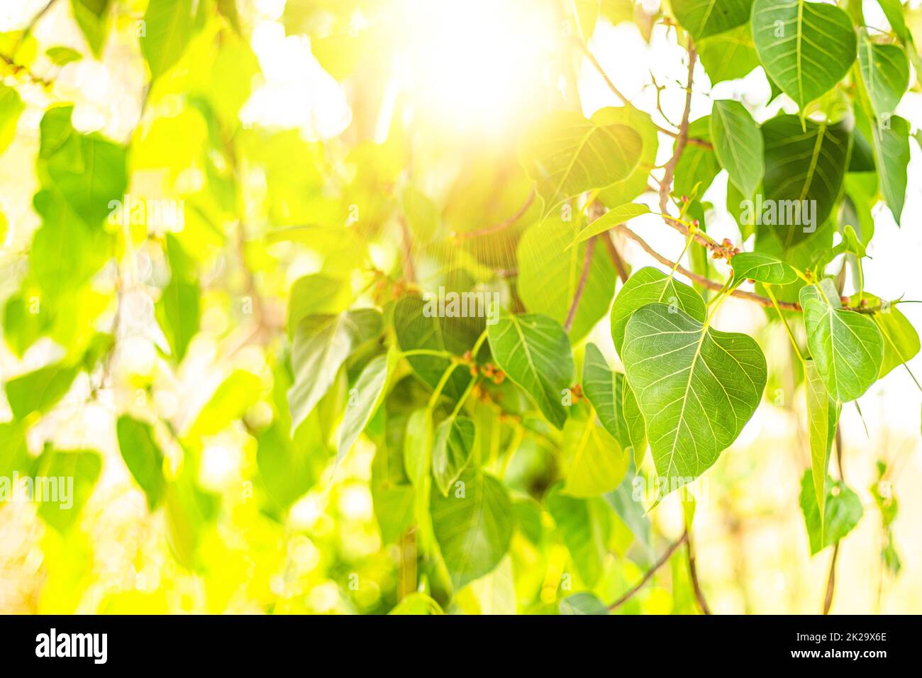 Close up of fresh Green Bo Leaf With Sunlight In The Morning. Bodhi ...