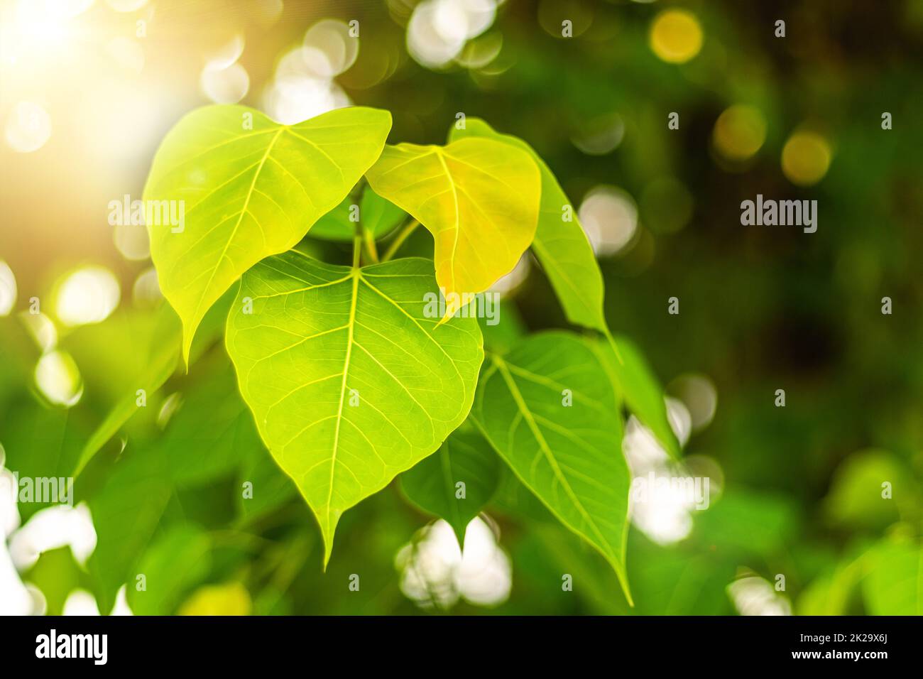 Close up of fresh Green Bo Leaf With Sunlight In The Morning. Bodhi ...
