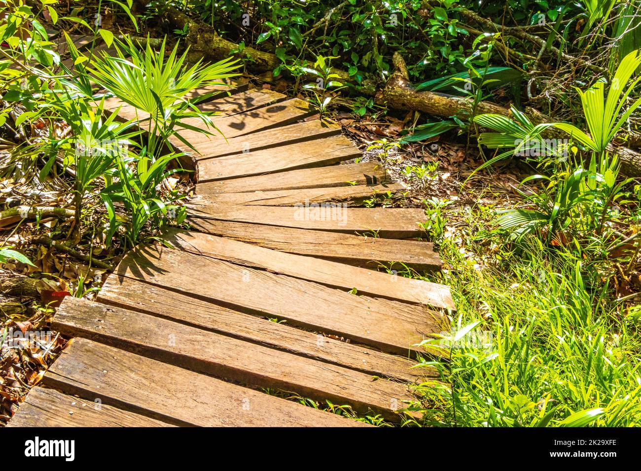 Tropical jungle plants trees wooden walking trails Sian Kaan Mexico ...