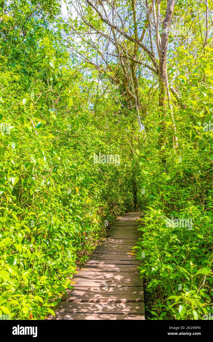 Tropical jungle plants trees wooden walking trails Sian Kaan Mexico ...