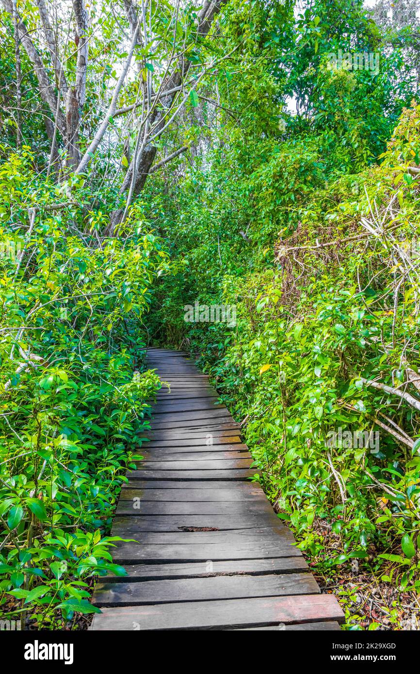 Tropical jungle plants trees wooden walking trails Sian Kaan Mexico ...