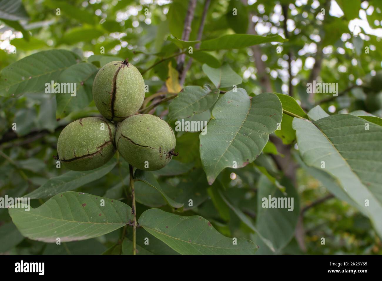 A few walnuts on the tree that are ready to be picked in the fall ...
