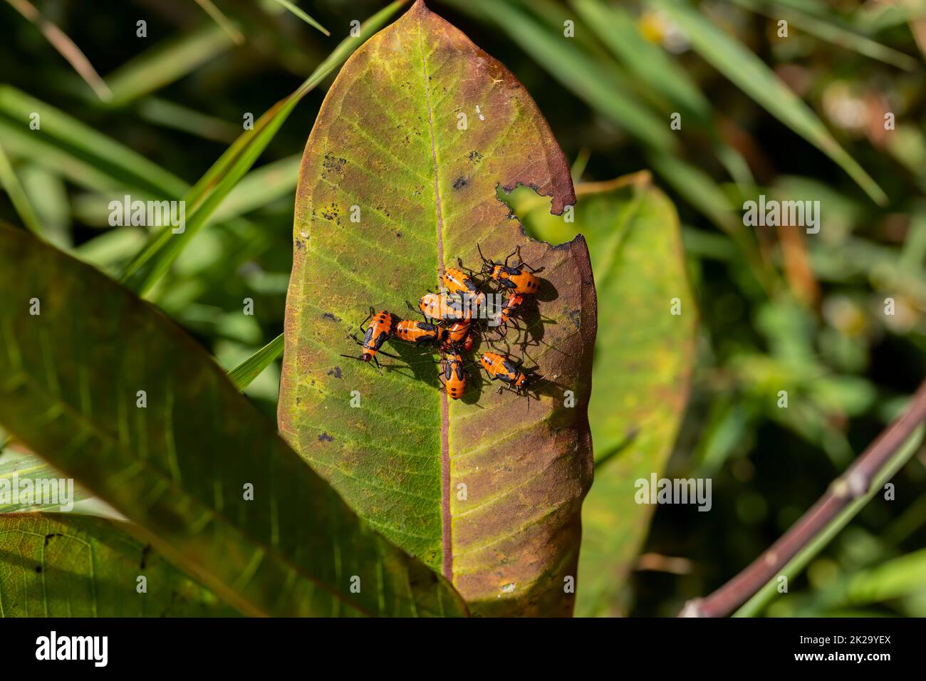The large milkweed bug (Oncopeltus fasciatus Stock Photo - Alamy