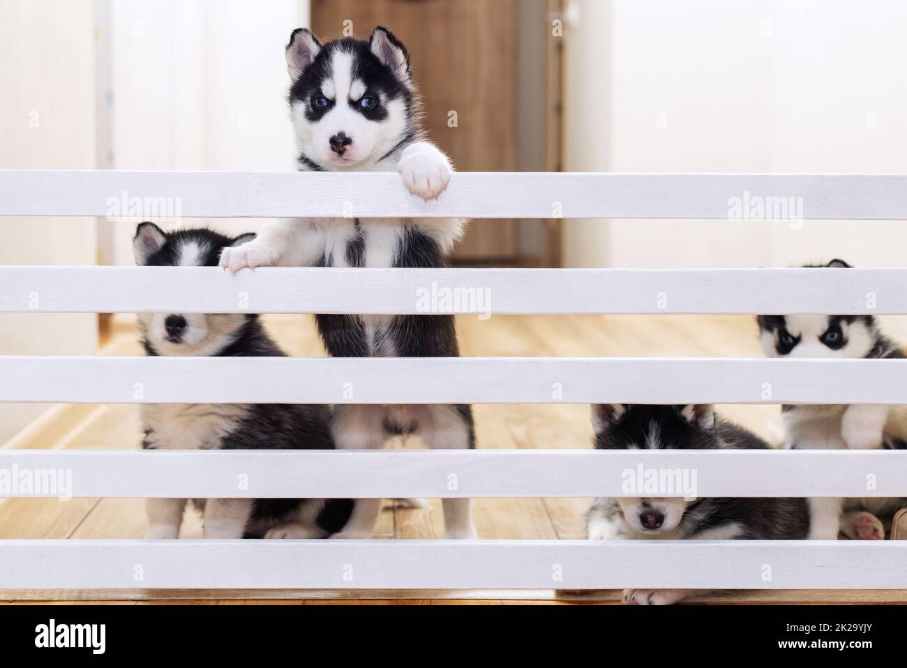 Cute husky puppy dogs playing together at home Stock Photo - Alamy