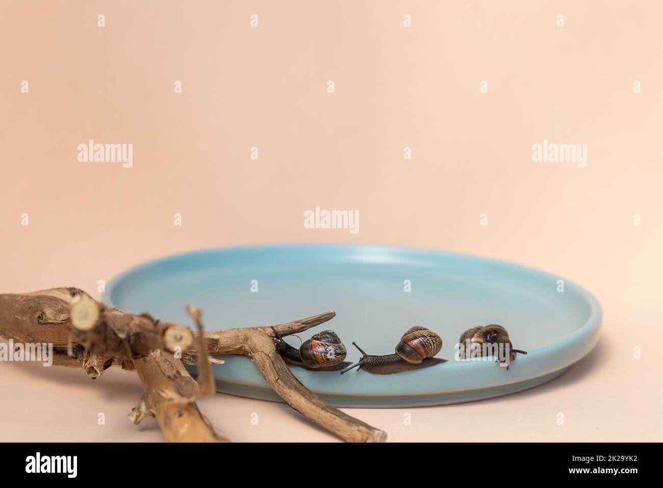 Garden snails crawling on blue plate on beige background. Beautiful ...