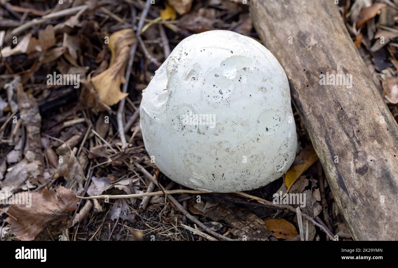 Giant puffball (Calvatia gigantea) is a puffball mushroom commonly ...