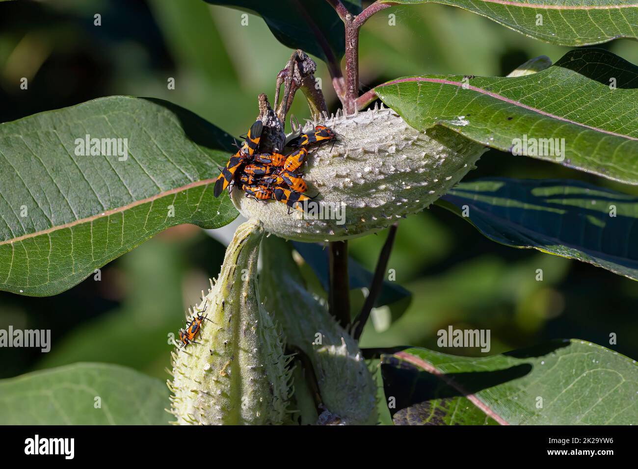 The large milkweed bug (Oncopeltus fasciatus Stock Photo - Alamy