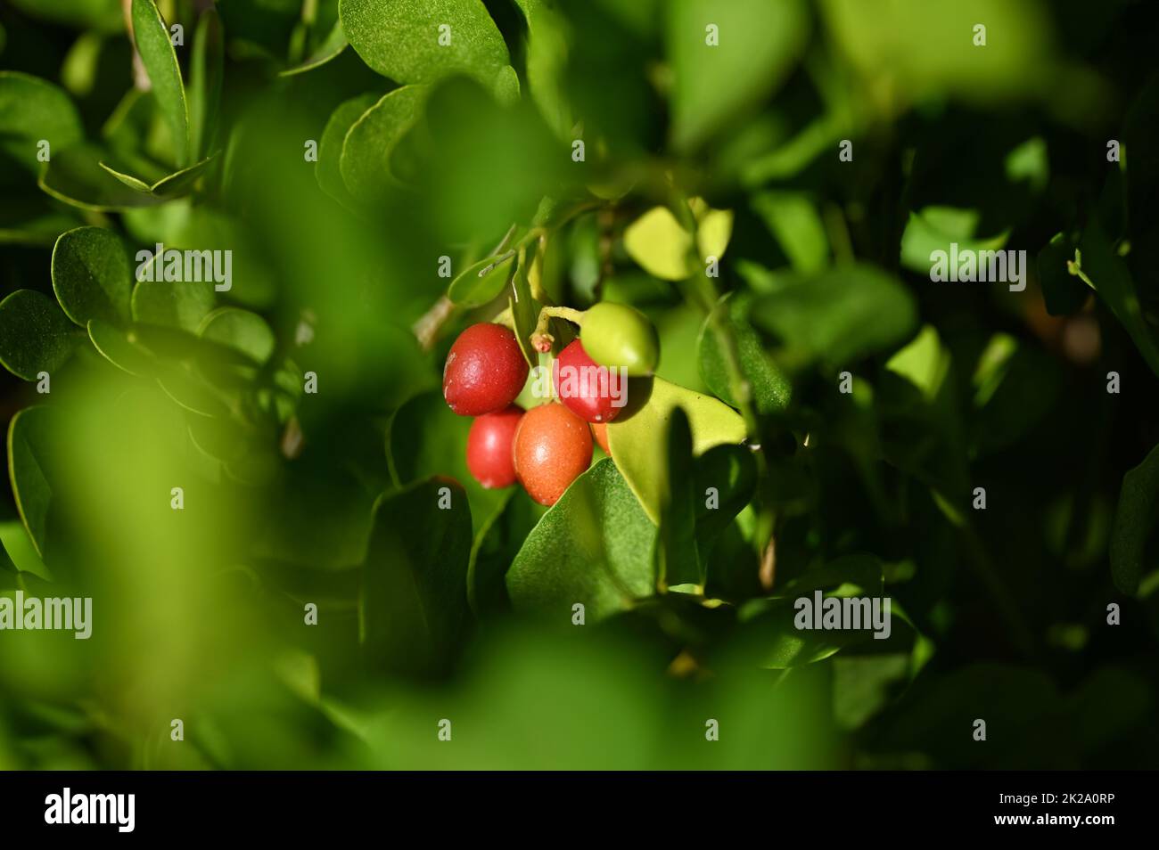 Red fruit in the tree Stock Photo - Alamy