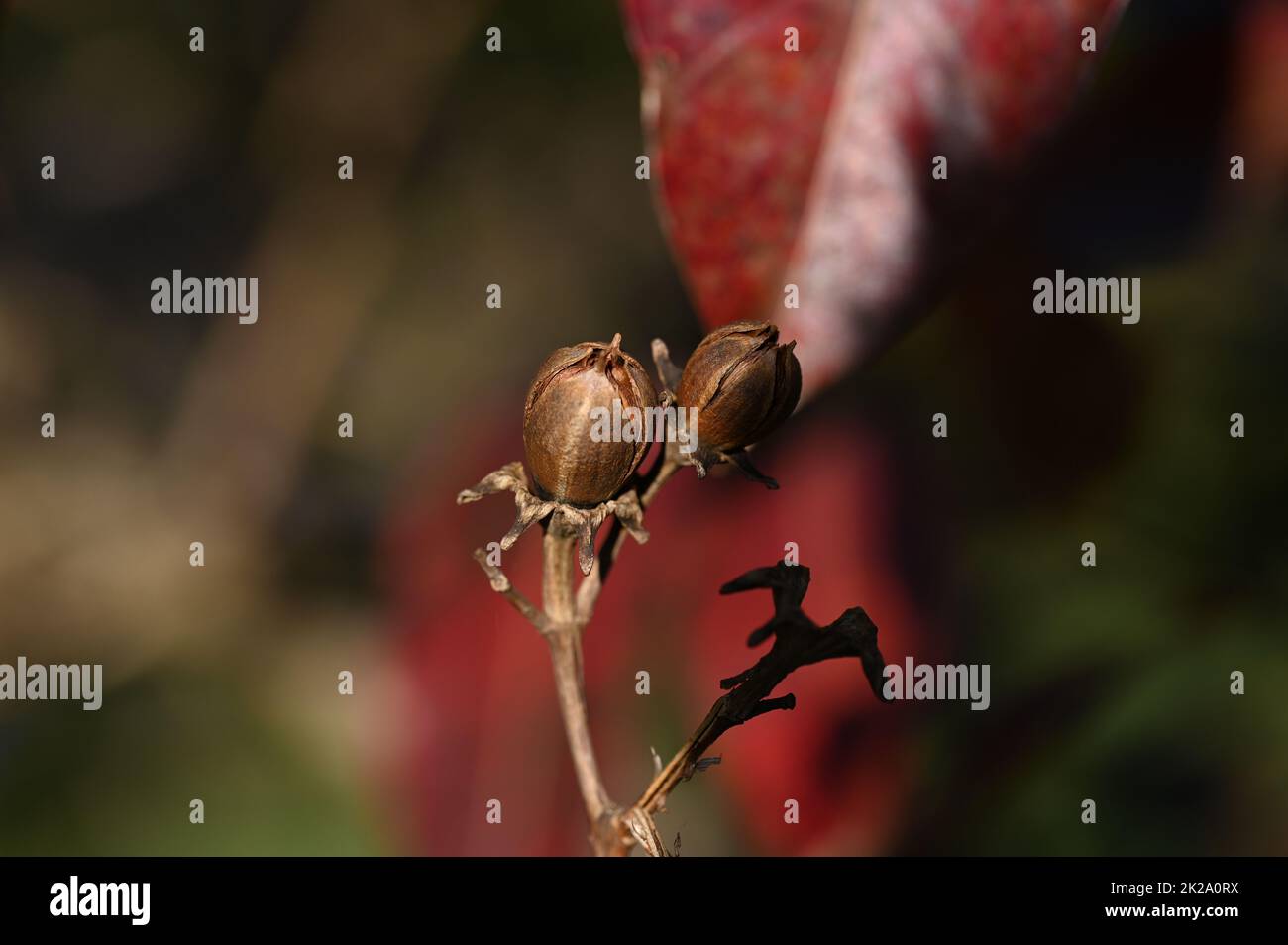 Dry seed in the autumn Garden Stock Photo - Alamy