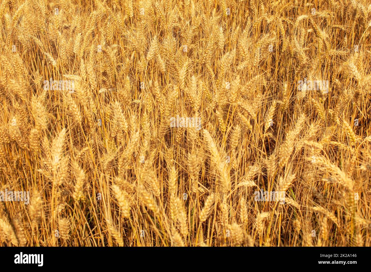Wheat field, lit by afternoon sun. Abstract summer background Stock ...