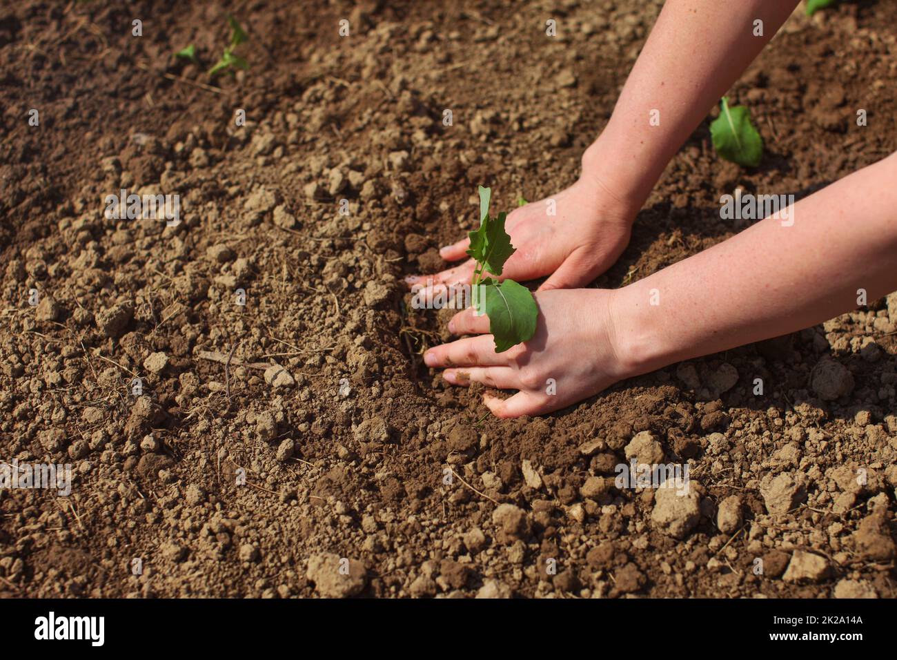 Woman hands planting green seedling into ground. Spring gardening Stock ...