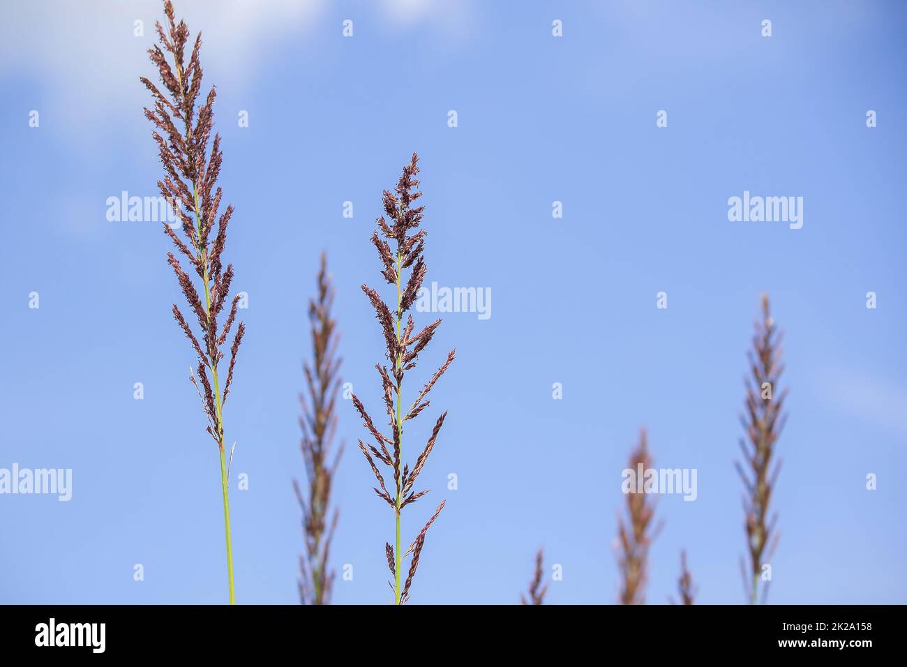 Pollen hay in nature That wilted in the summer Stock Photo - Alamy