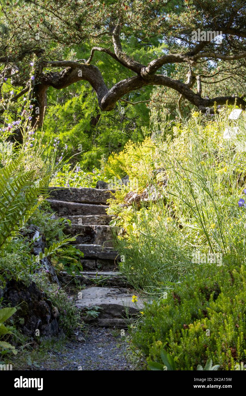 The mountain pine (Pinus mugo) is a diverse plant species from the ...