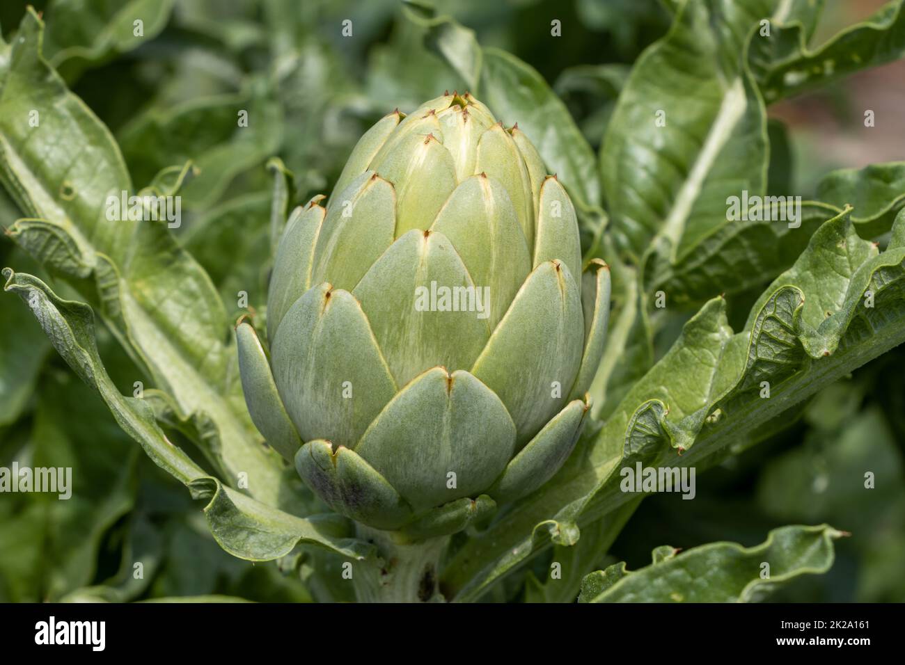 The artichoke (Cynara cardunculus) is a thistle-like, vigorous ...