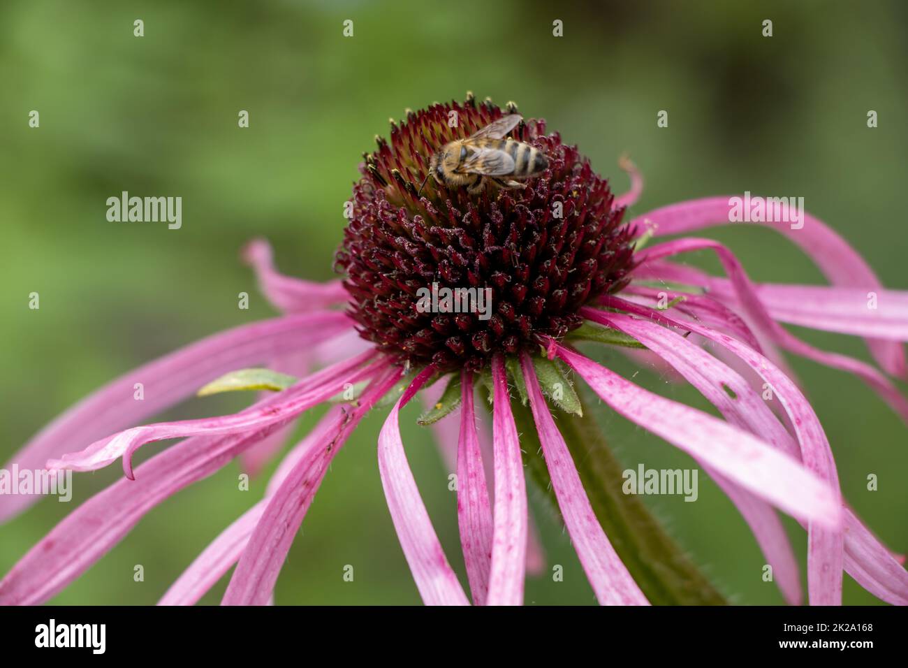 Purple coneflowers (Echinacea purpurea), also called red ...