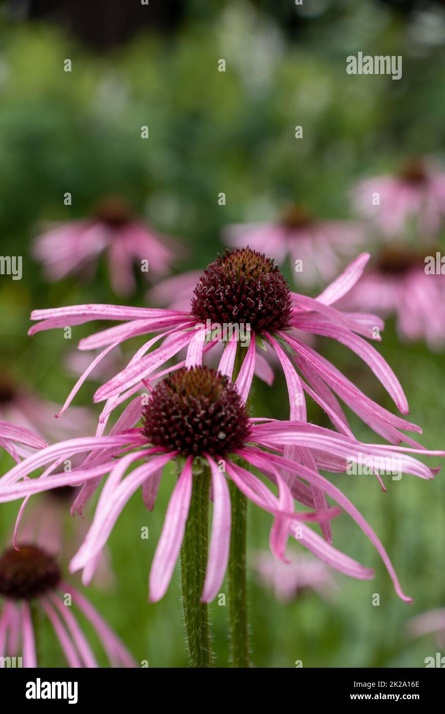 Purple coneflowers (Echinacea purpurea), also called red ...
