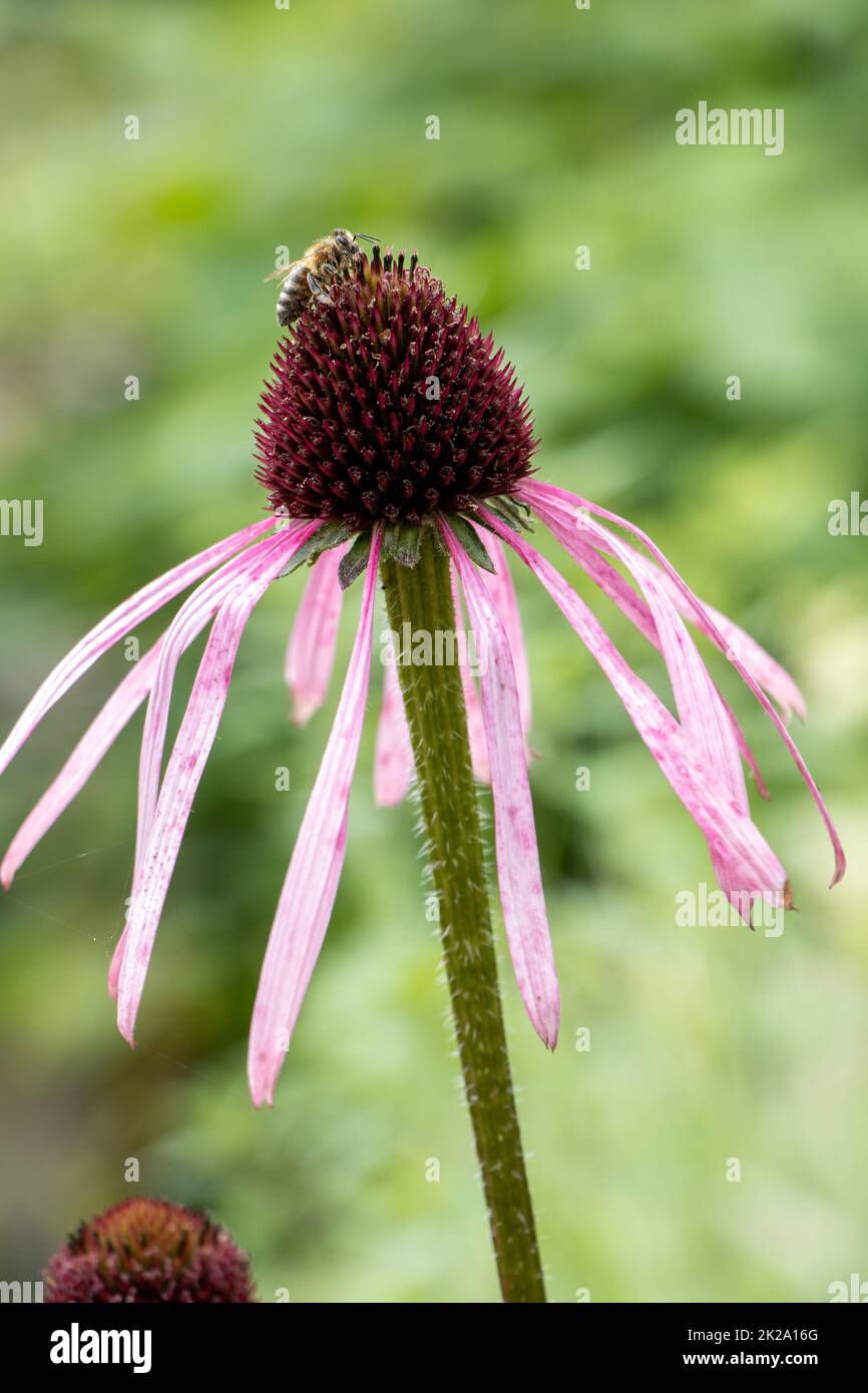 Purple coneflowers (Echinacea purpurea), also called red ...