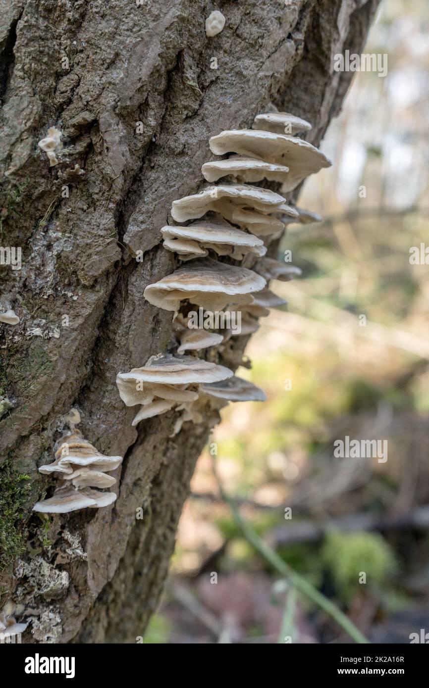 Many colored polypore trametes versicolor hi-res stock photography and ...