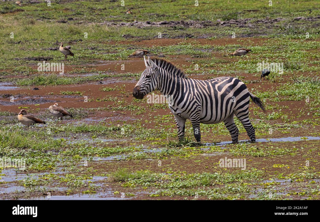 Plains Zebra together with Egyptian geese in shallow water Stock Photo ...