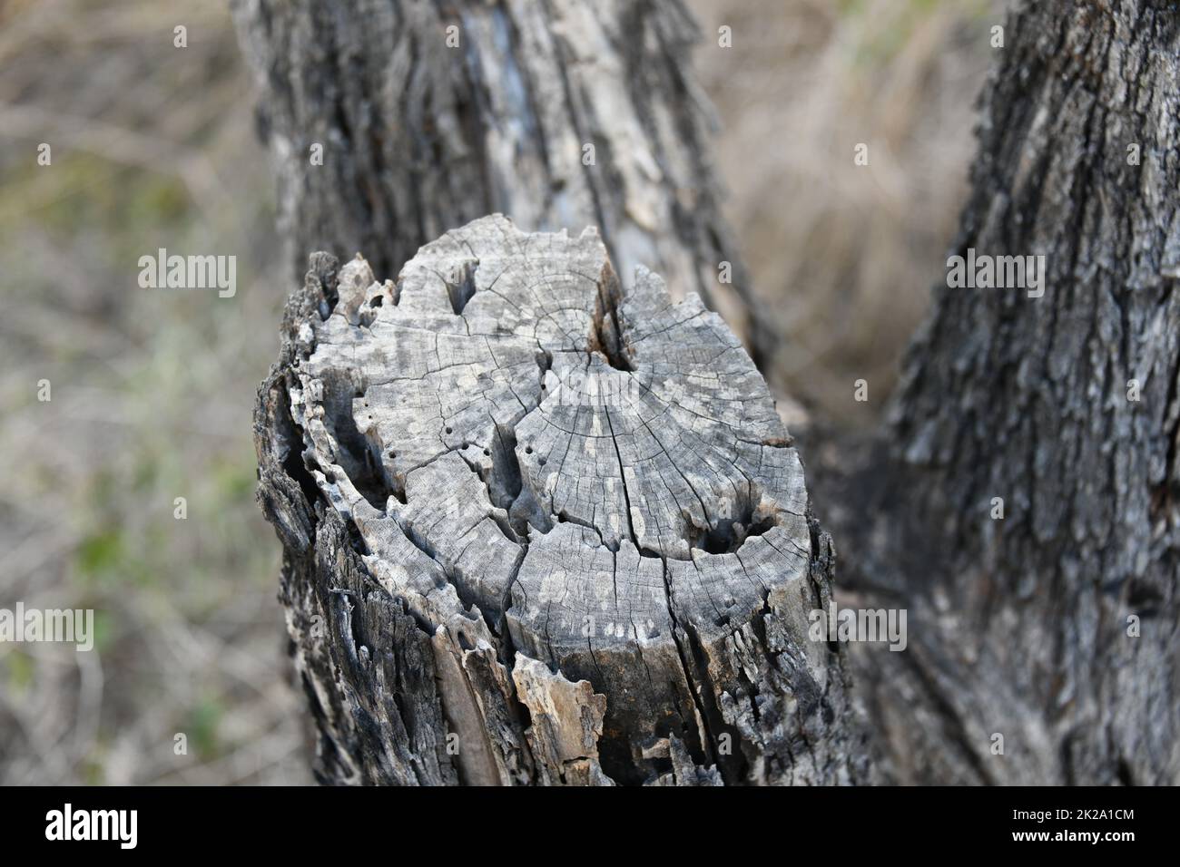 Annual rings on a tree trunk, Alicante Province, Costa Blanca, Spain ...
