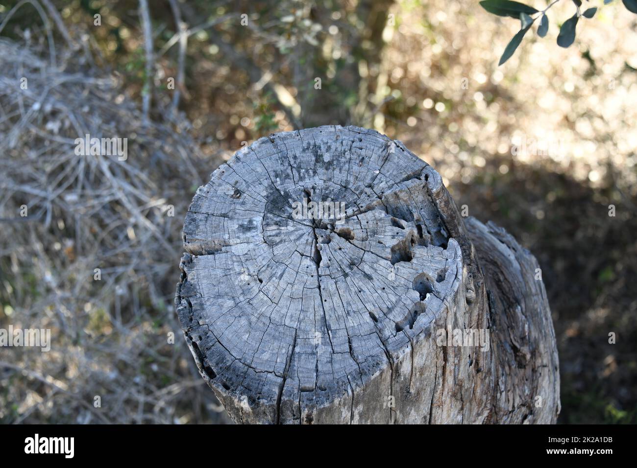 Annual rings on a tree trunk, Alicante Province, Costa Blanca, Spain ...