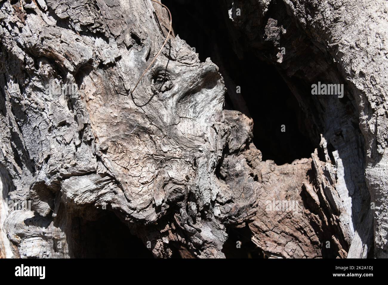 Annual rings on a tree trunk, Alicante Province, Costa Blanca, Spain ...