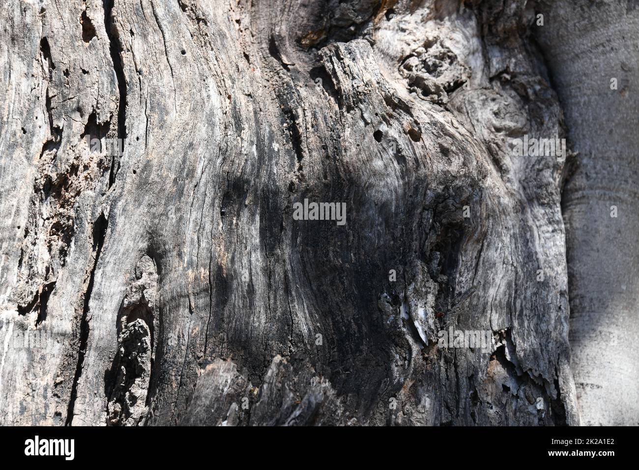 Annual rings on a tree trunk, Alicante Province, Costa Blanca, Spain ...