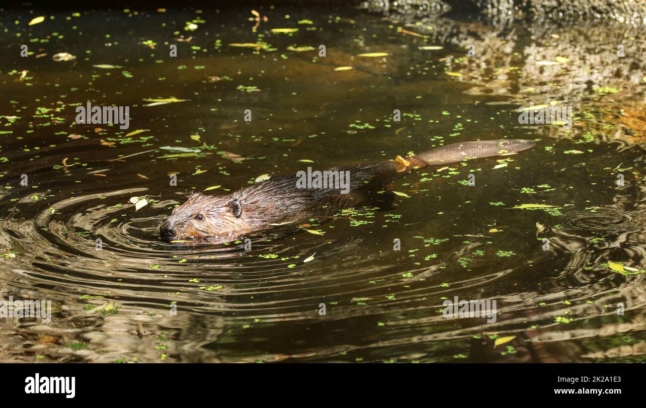 Eurasian beaver (Castor fiber) swimming in pond with leaves, only head ...