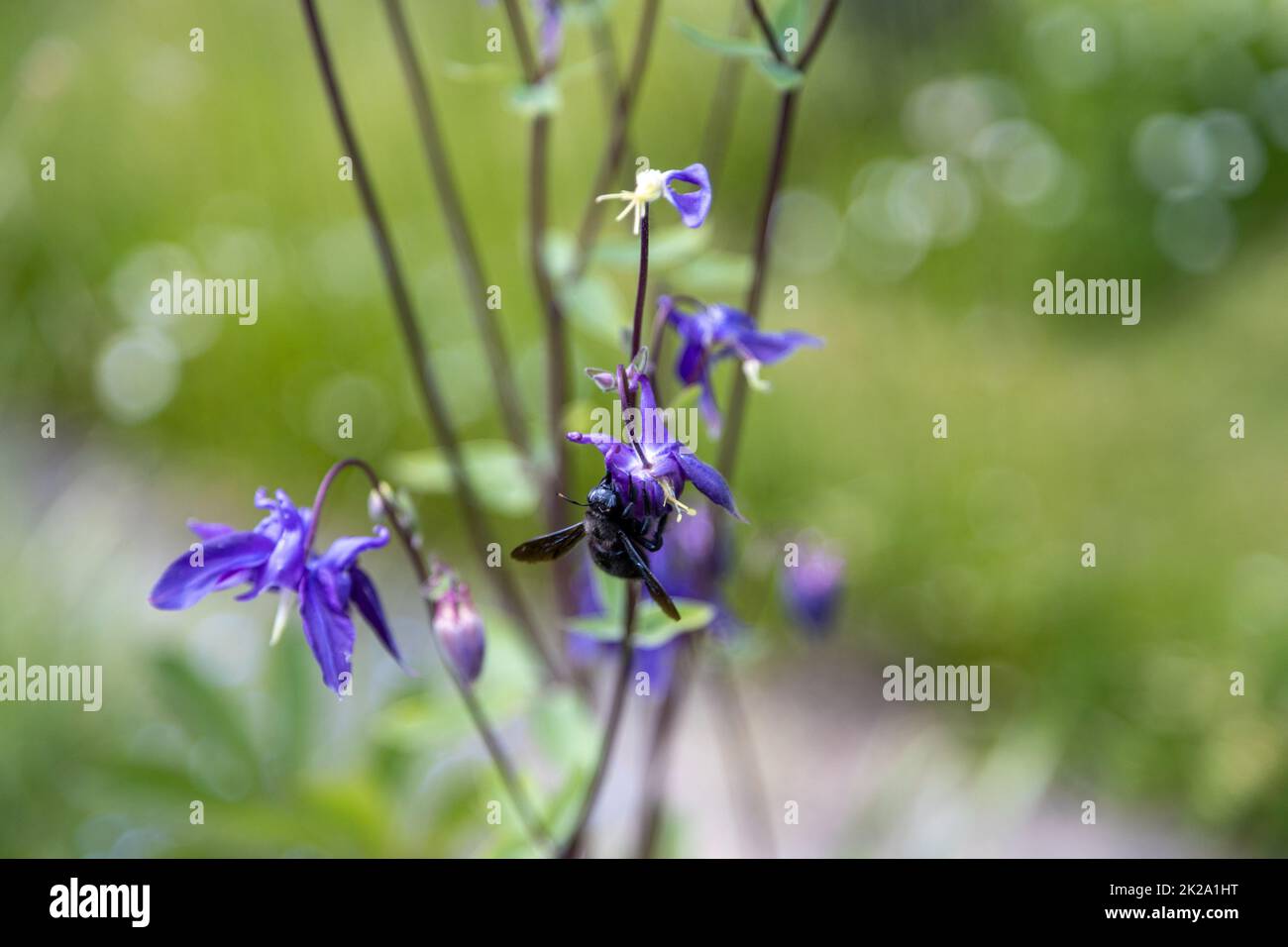 A blue wood bee collects pollen on a purple flower Stock Photo - Alamy