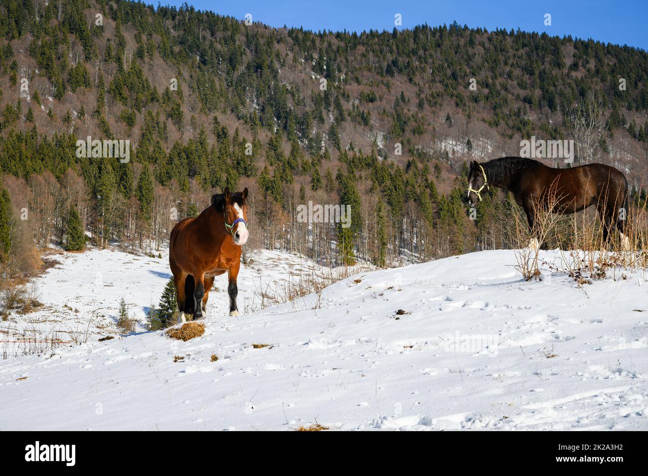 Winter and animals hi-res stock photography and images - Alamy