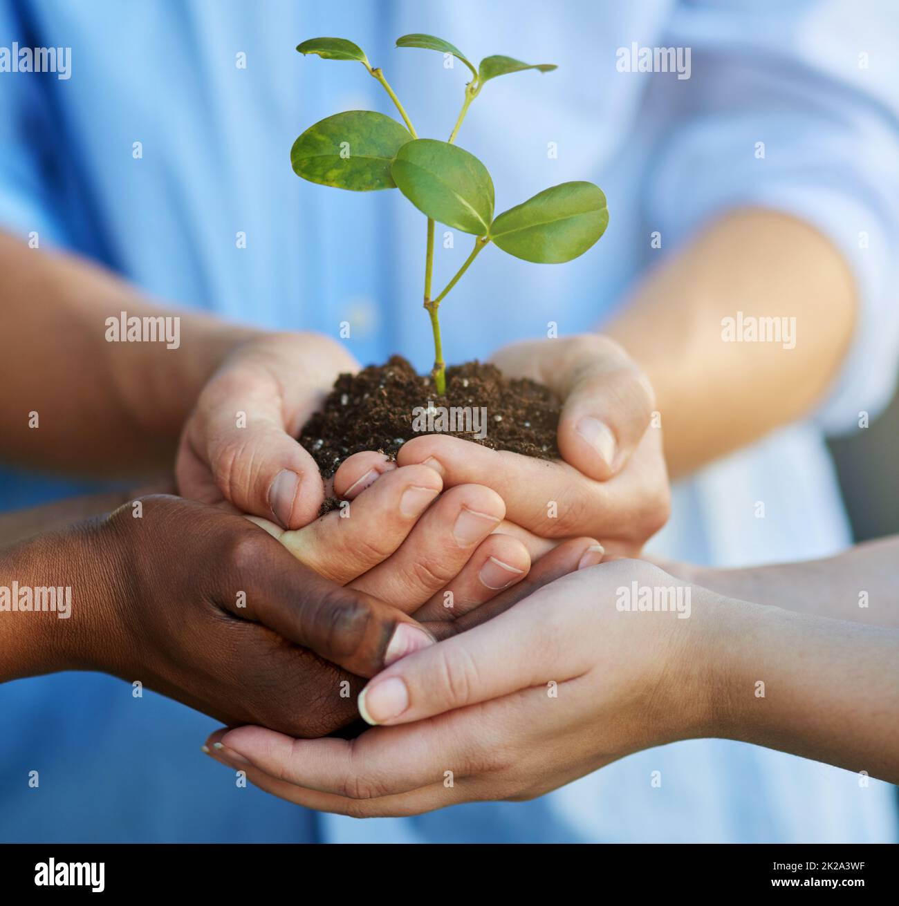 Nurturing leaf hi-res stock photography and images - Alamy