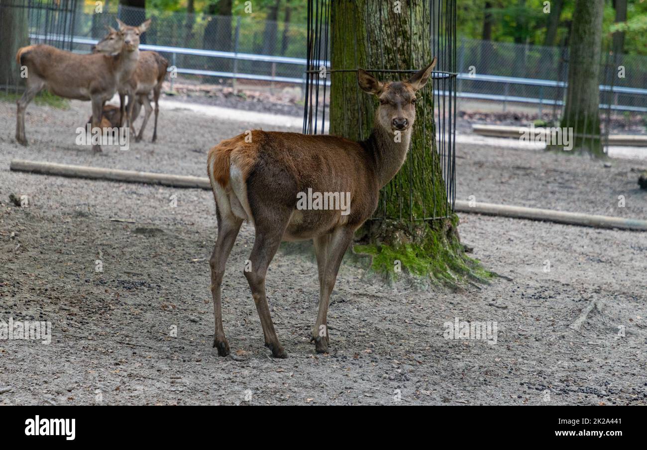 Barasingha hi-res stock photography and images - Alamy