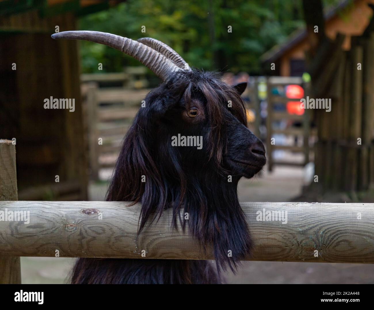 Black goat hi-res stock photography and images - Alamy