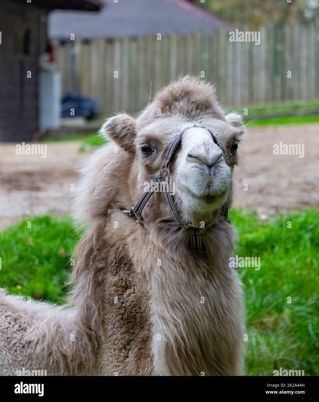 Camel bactrian hi-res stock photography and images - Alamy