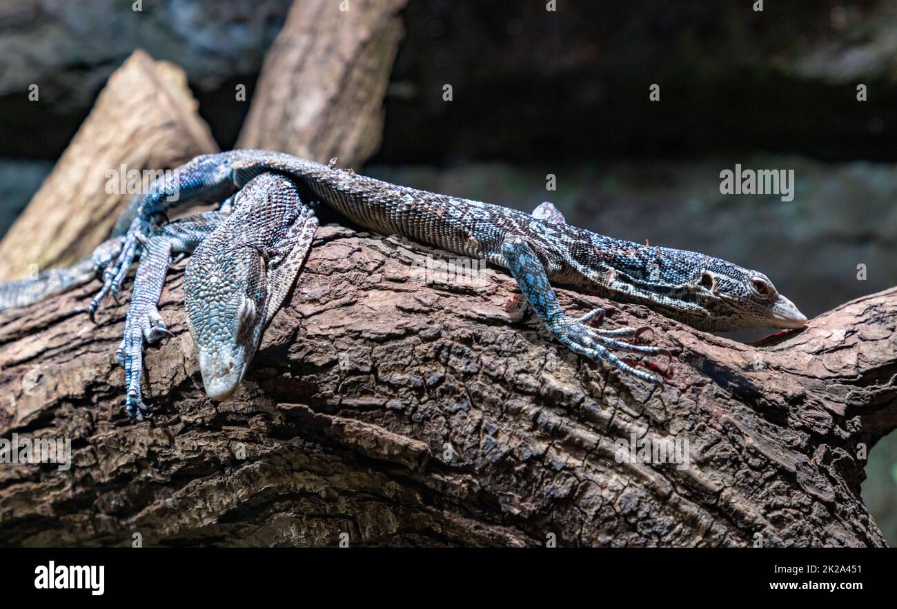Blue Tree Monitors Stock Photo - Alamy