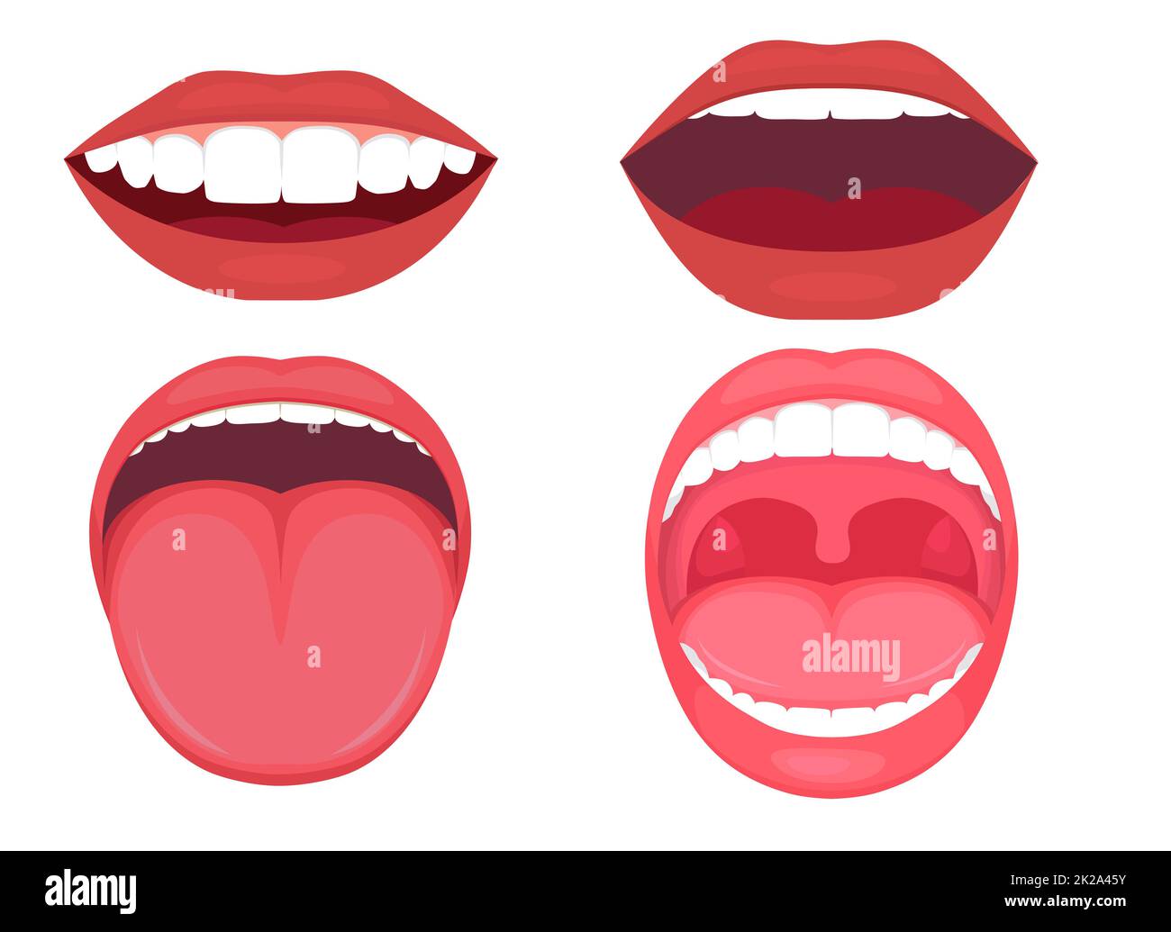vector illustration of a anatomy human open mouth. medical diagram ...