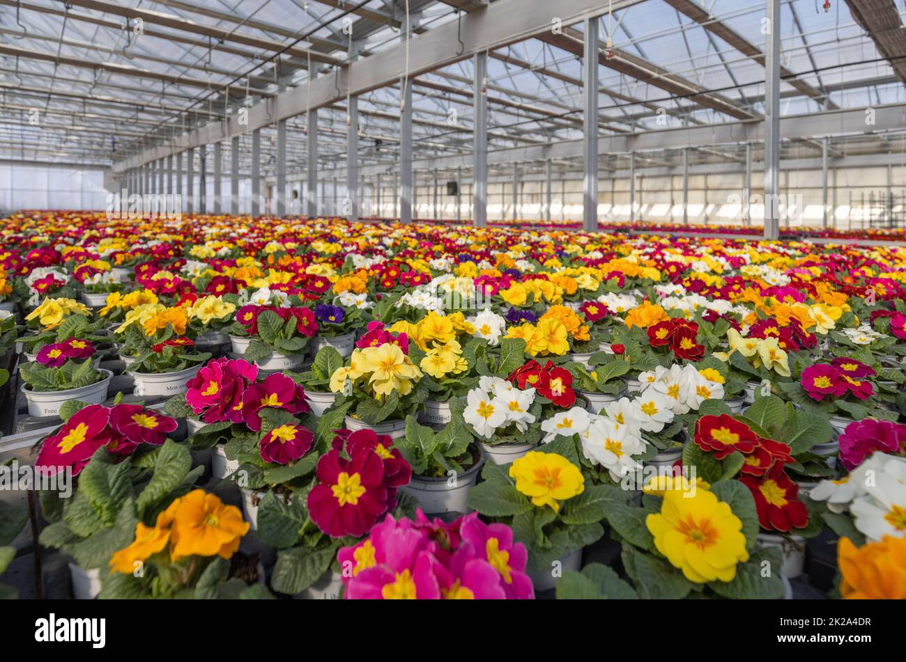 Colorful small potted flowers Primrose Stock Photo - Alamy