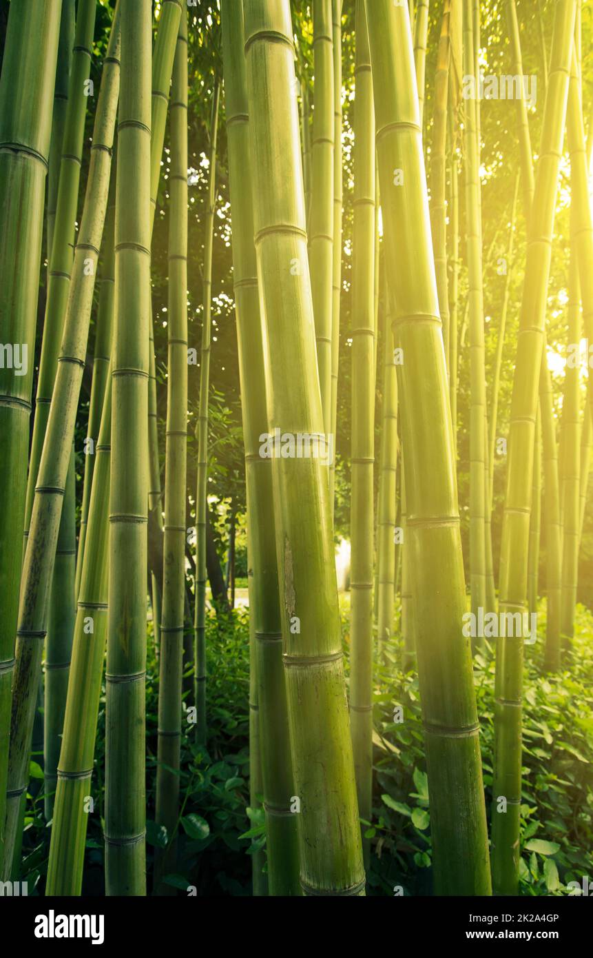 Sunlight bamboo forest hi-res stock photography and images - Alamy
