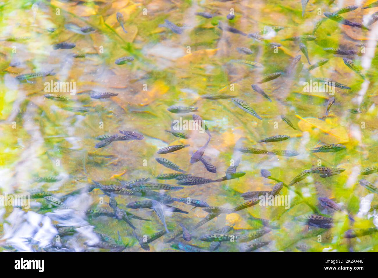 Fish and marine life in pond sump water nature Mexico Stock Photo - Alamy