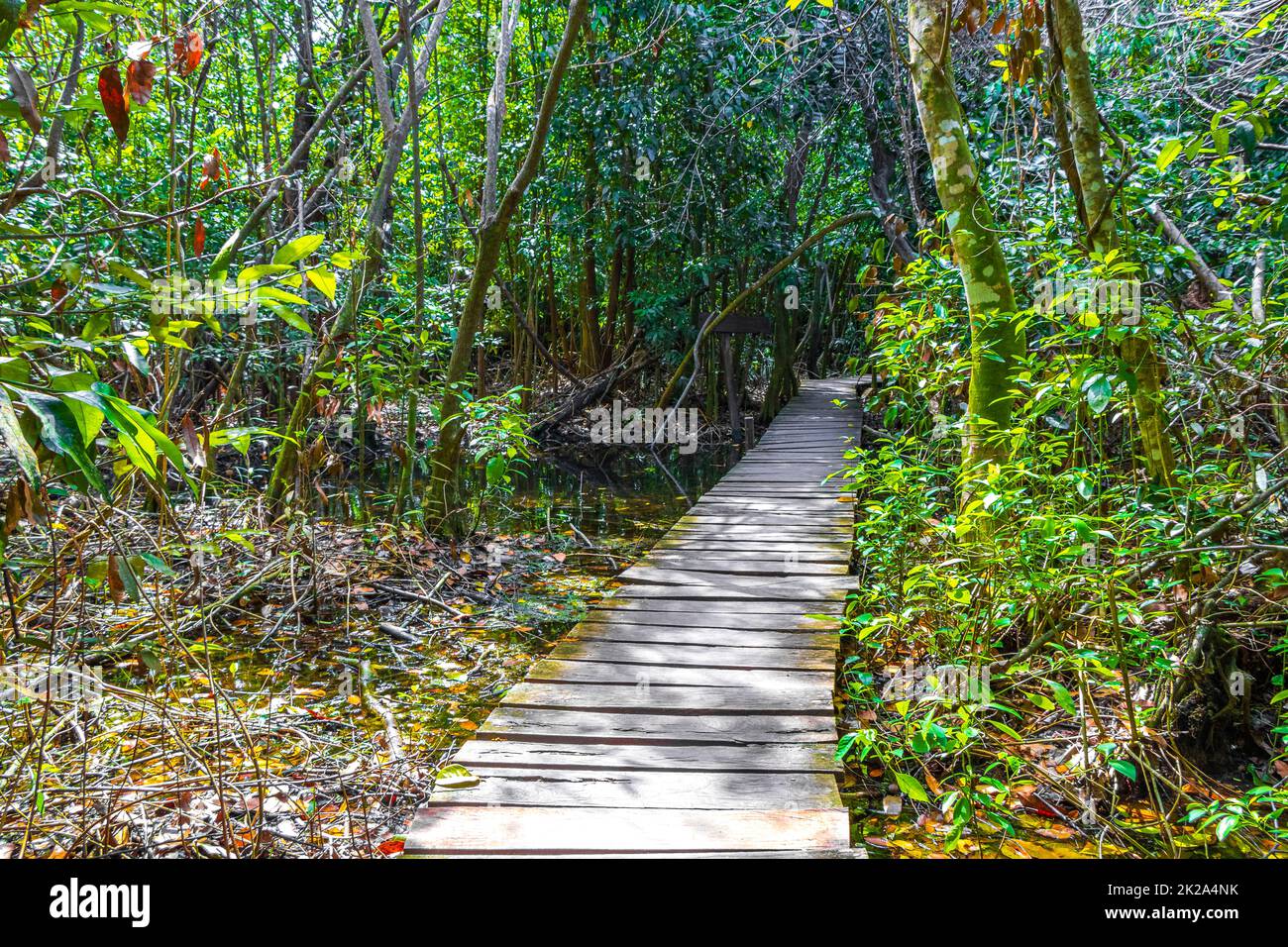 Tropical jungle plants trees wooden walking trails Sian Kaan Mexico ...