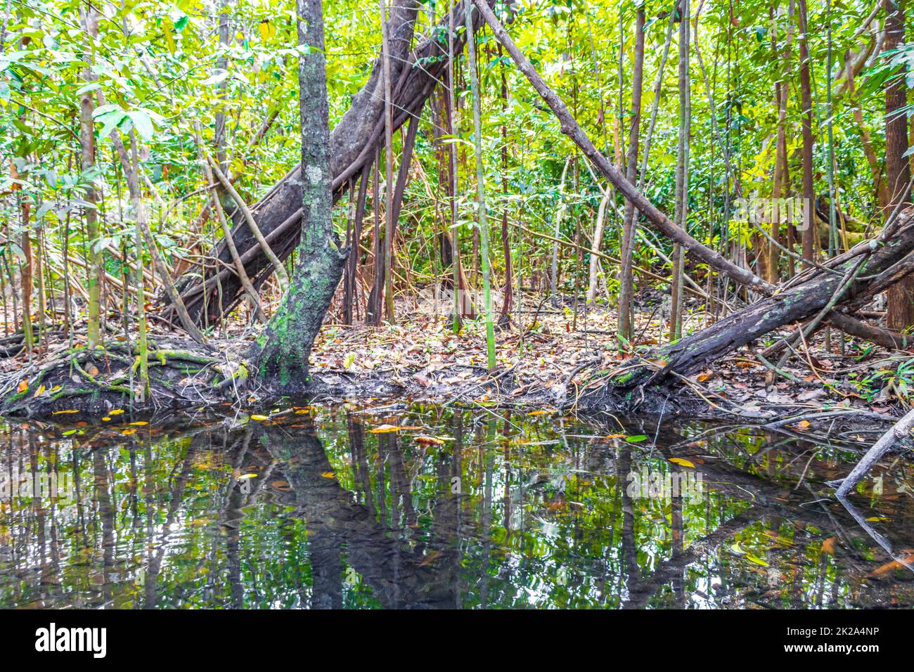 Tropical forest marine life in pond sump water nature Mexico Stock ...