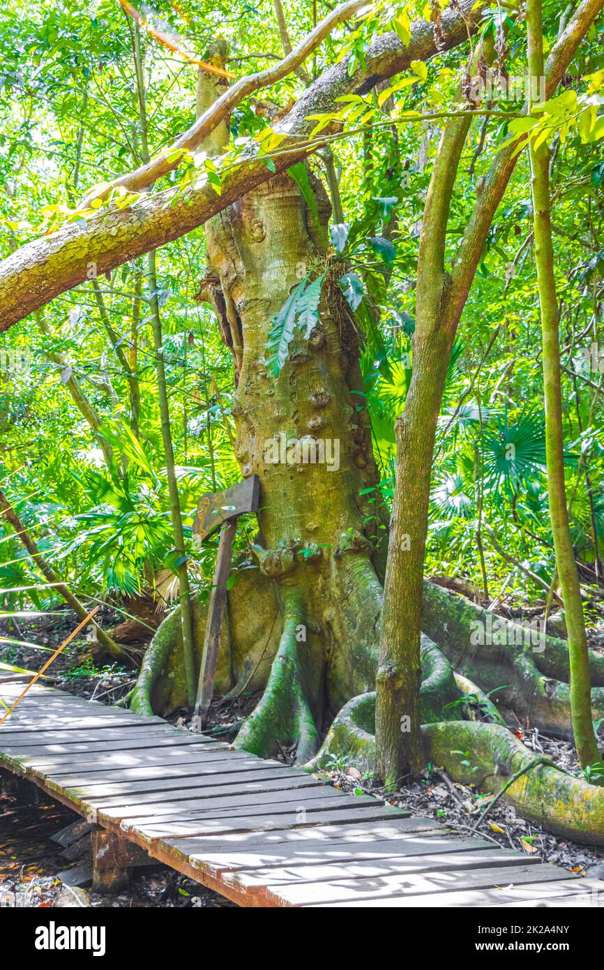 Tropical jungle plants trees wooden walking trails Sian Kaan Mexico ...