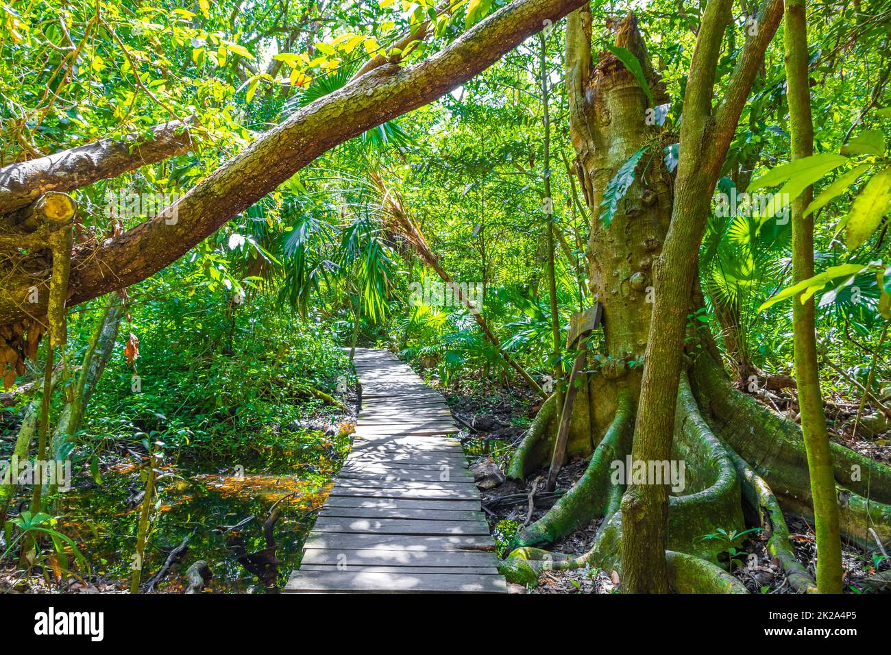 Tropical jungle plants trees wooden walking trails Sian Kaan Mexico ...