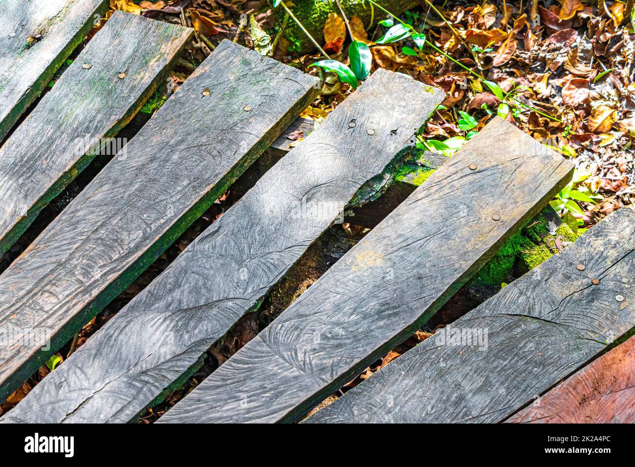 Texture and pattern slats wooden walking trails Sian Kaan Mexico Stock ...